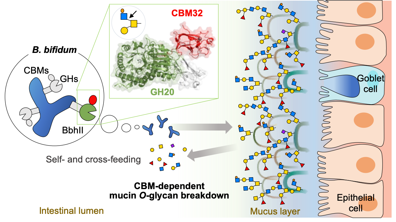 2. Degradation system of intestinal mucin-glycans in Bifidobacterium ...